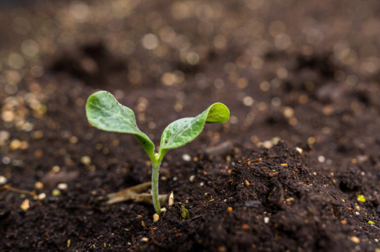 Le terreau sans tourbe : C’est quoi ? - Clotaire : Clotaire